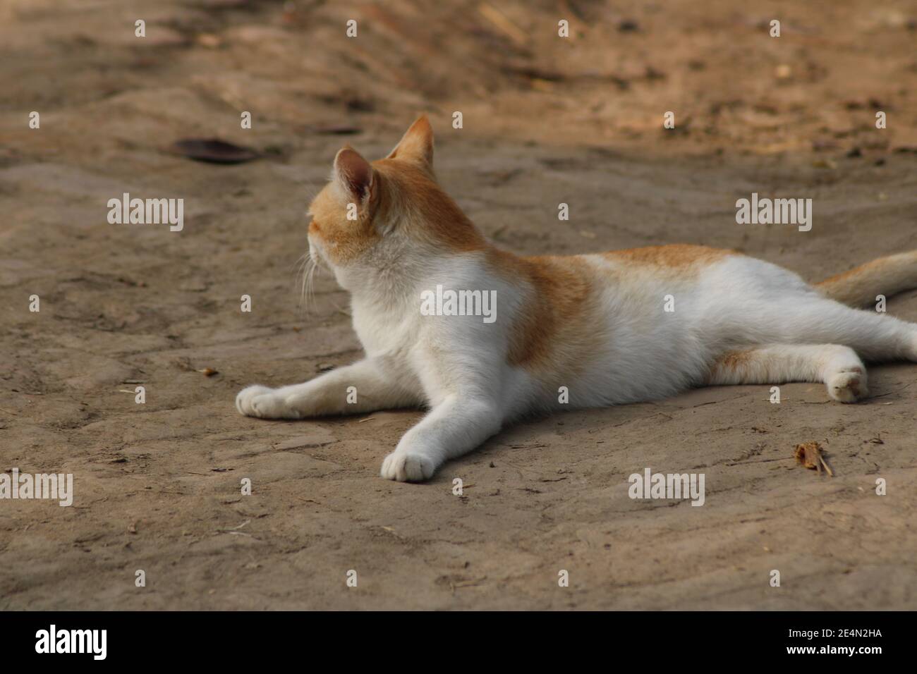 Nice cat on the sand closeup photo capture at Dhaka, Bangladesh Stock ...