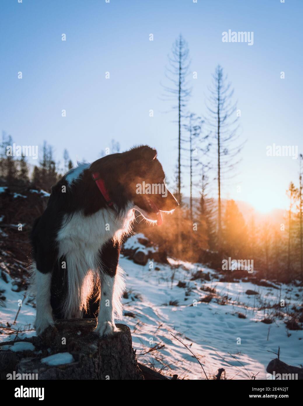 A winter landscape of border collie sitting on a tree stump during ...