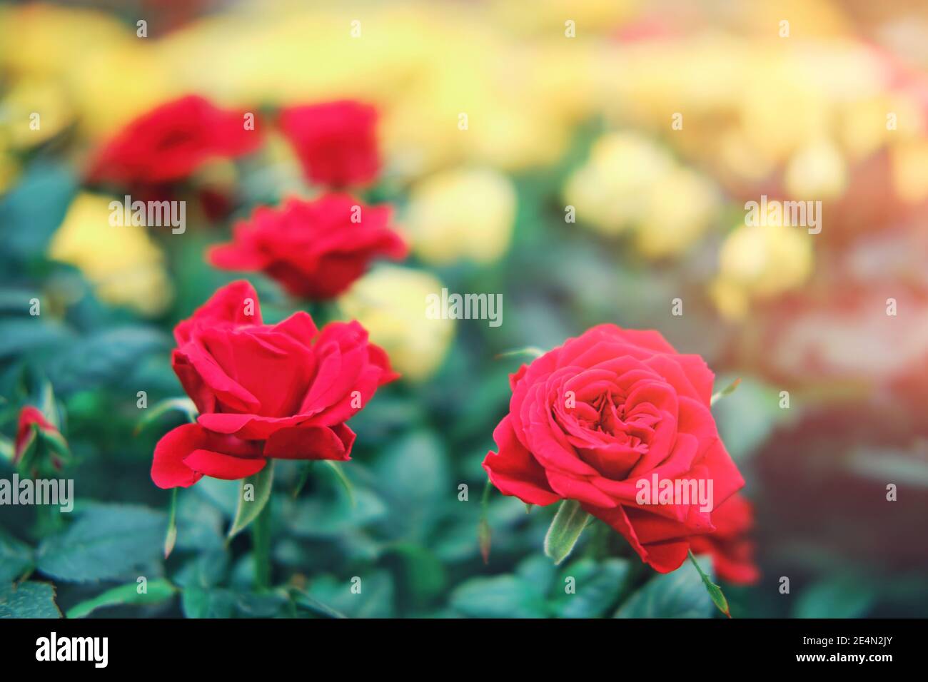 Roses first began to grow in ancient Rome, although the main purpose of ...