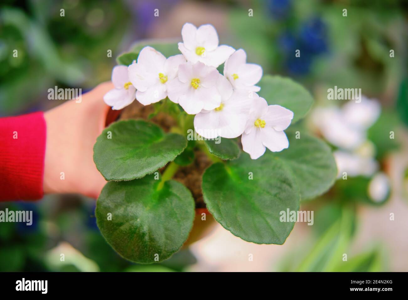 Violets are found in most temperate regions of the world; the highest ...