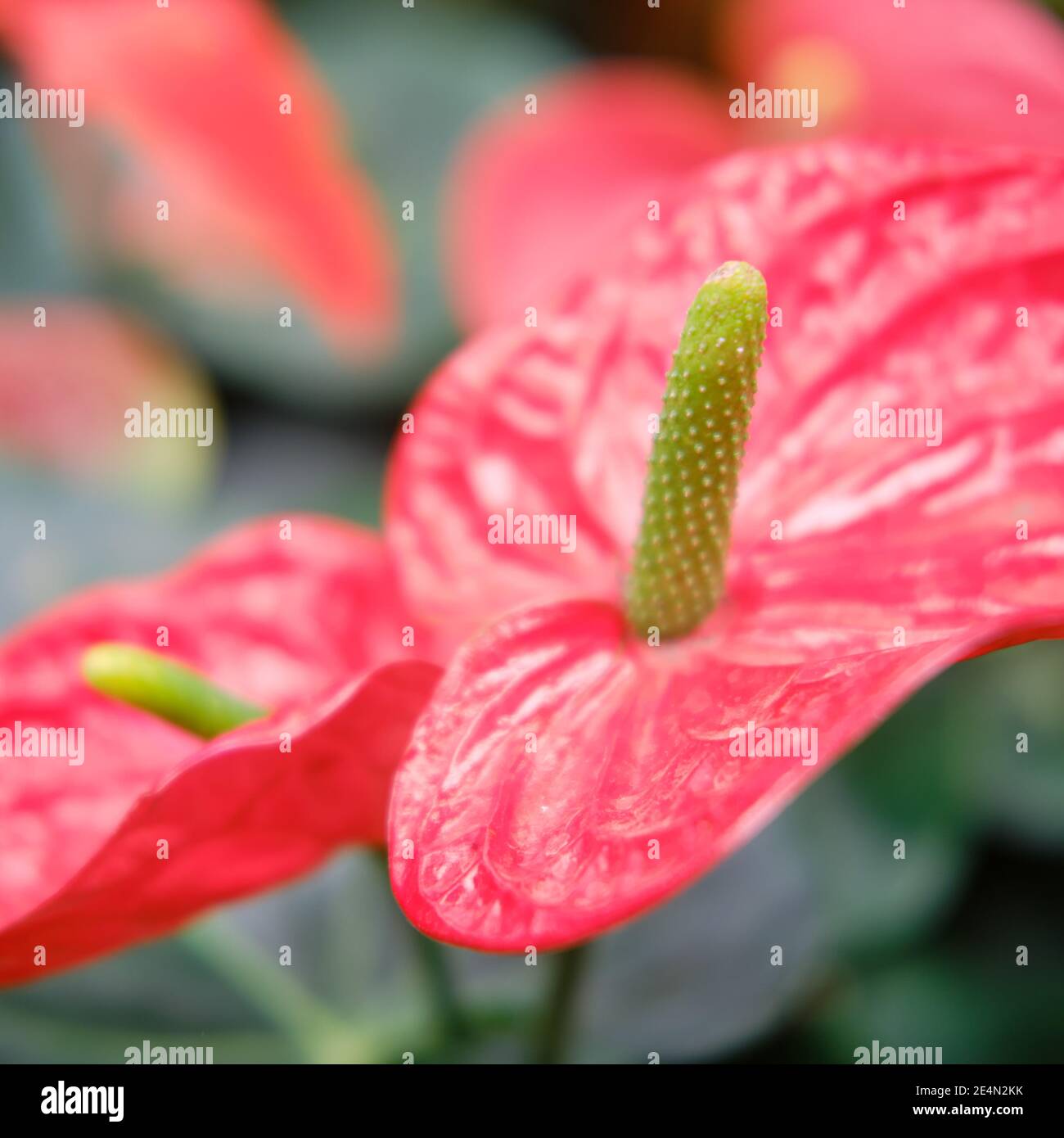 Anthurium is a genus of evergreen plants in the Araceae family. The ...