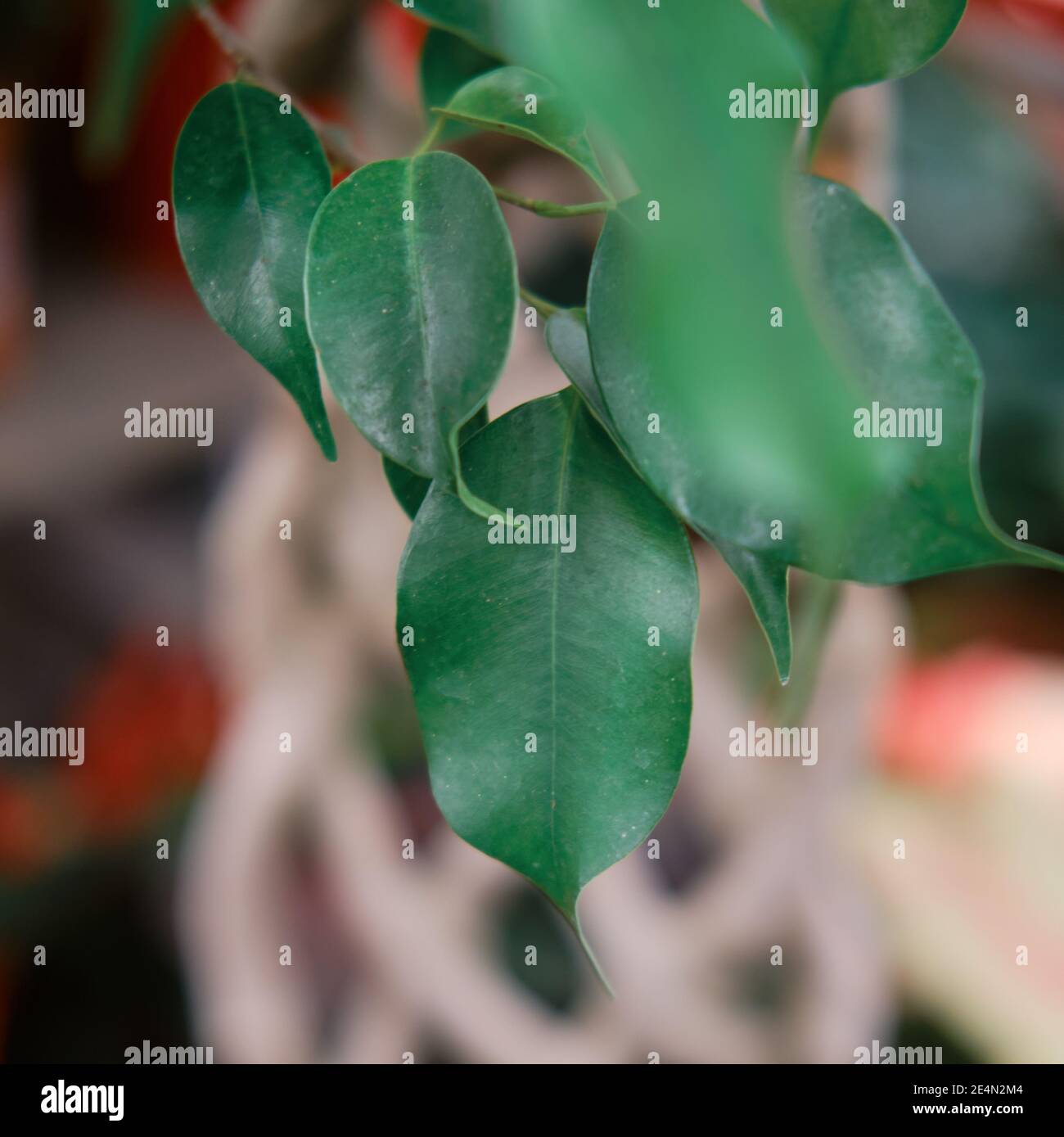 Braided trunk hi-res stock photography and images - Alamy