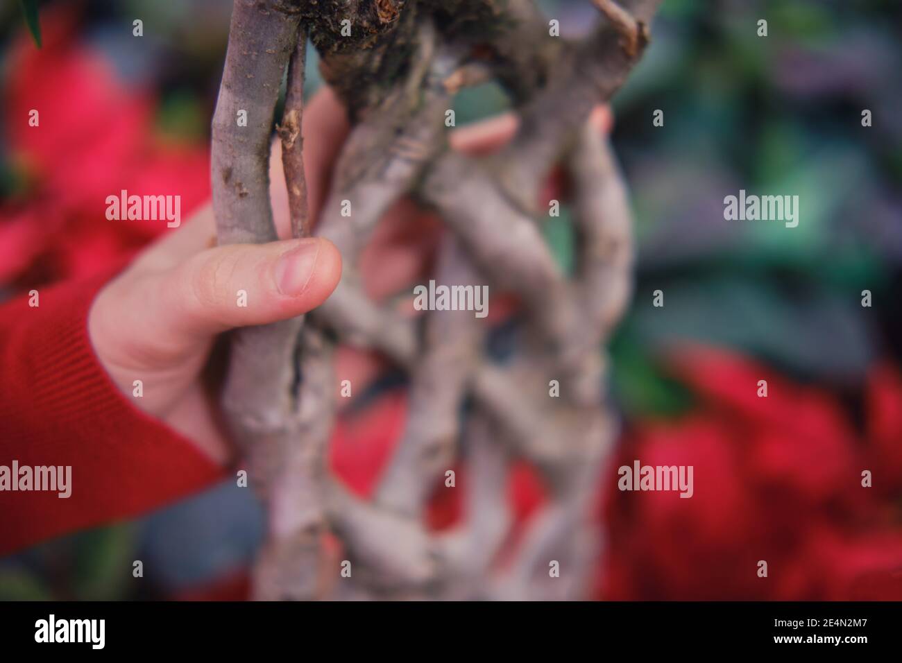 Braided trunk hi-res stock photography and images - Alamy