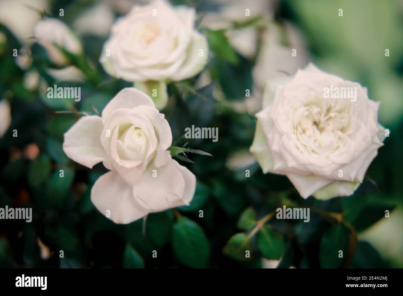 Growing white rose flowers in a plant and home gardening store Stock ...