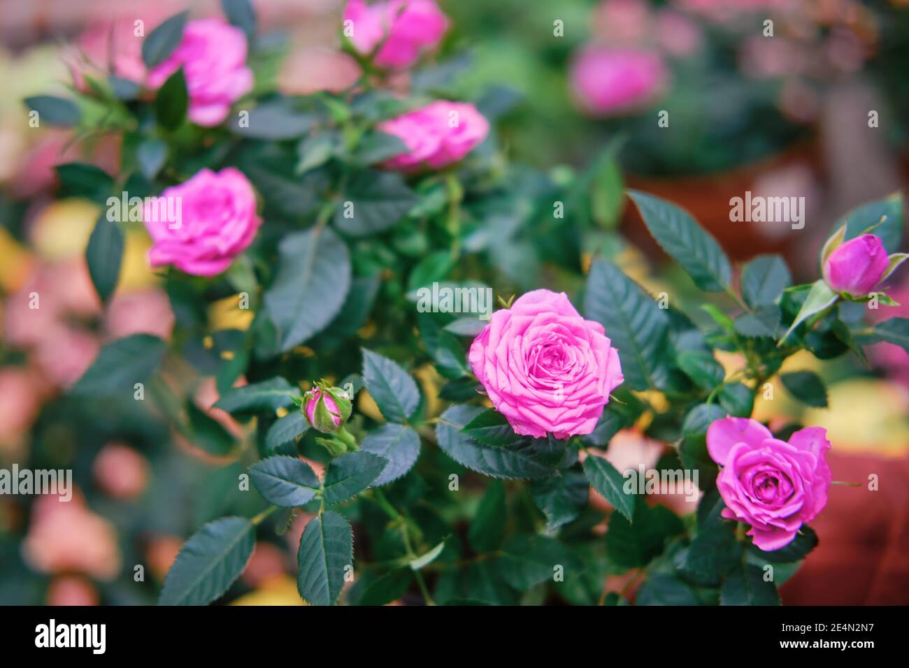 Growing pink rose flowers in a plant and home gardening shop Stock ...