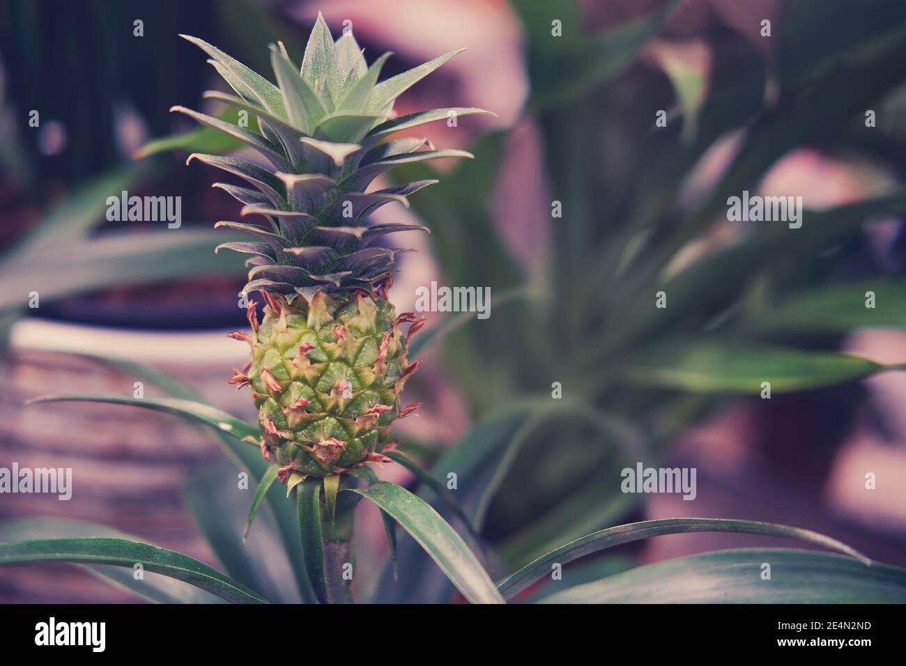 A young plant of the pineapple. Ananas comosus is a perennial ...