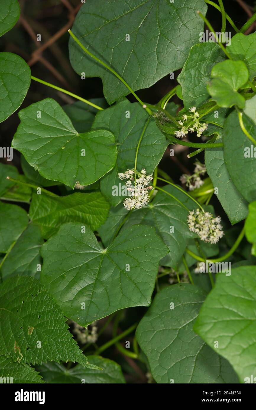 Yellow Parilla High Resolution Stock Photography and Images - Alamy