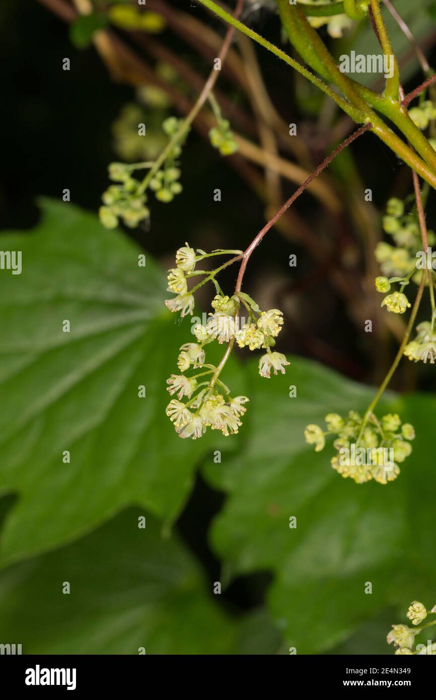 Yellow Parilla High Resolution Stock Photography and Images - Alamy