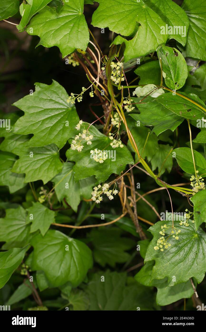 Yellow Parilla High Resolution Stock Photography and Images - Alamy