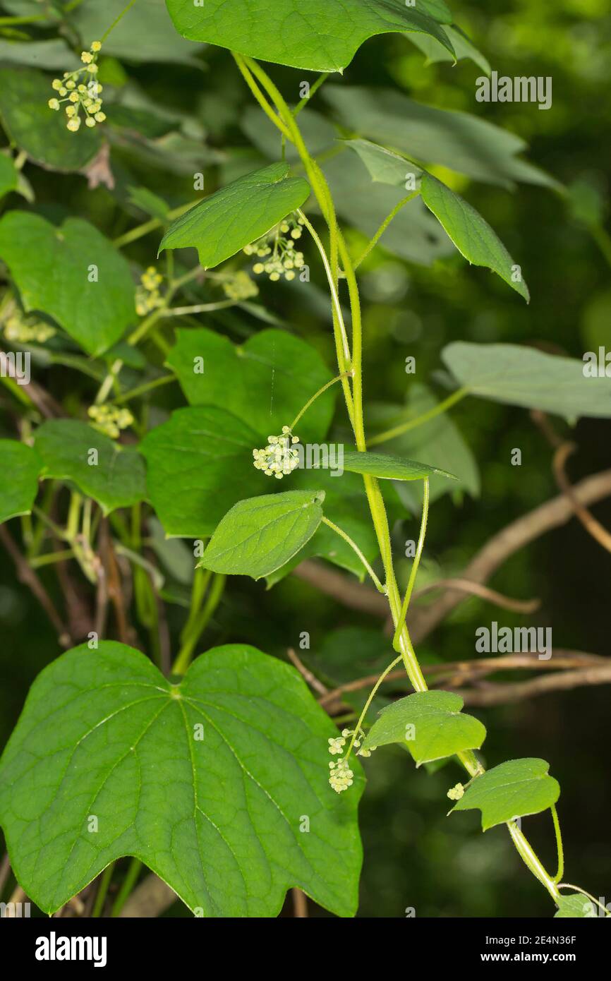 Yellow Parilla High Resolution Stock Photography and Images - Alamy