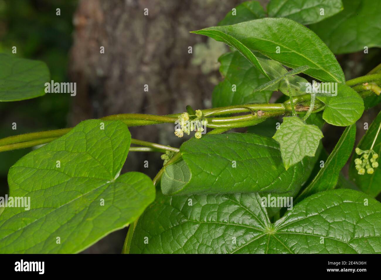 Yellow Parilla High Resolution Stock Photography and Images - Alamy