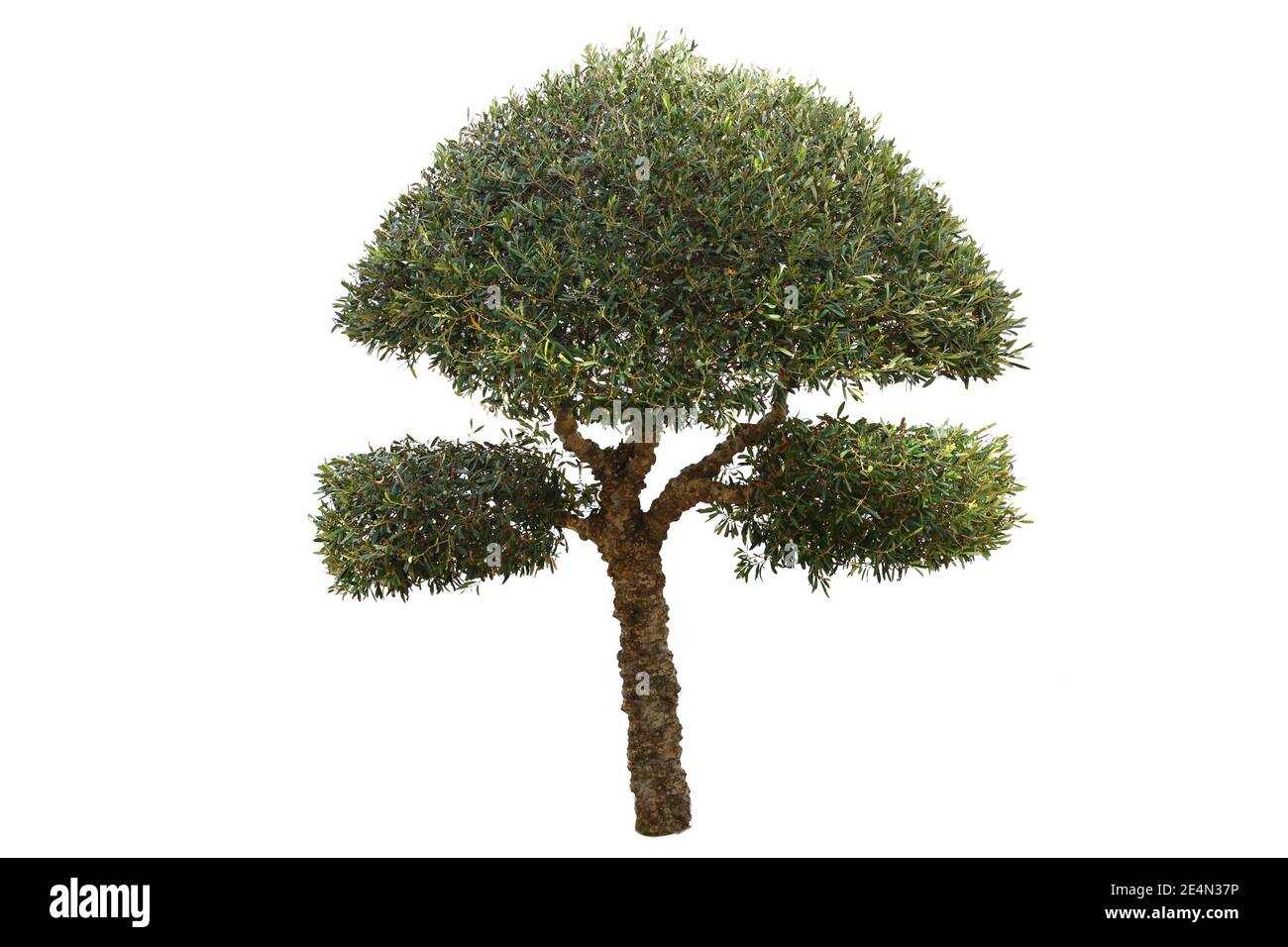Tree isolated on white background Stock Photo - Alamy
