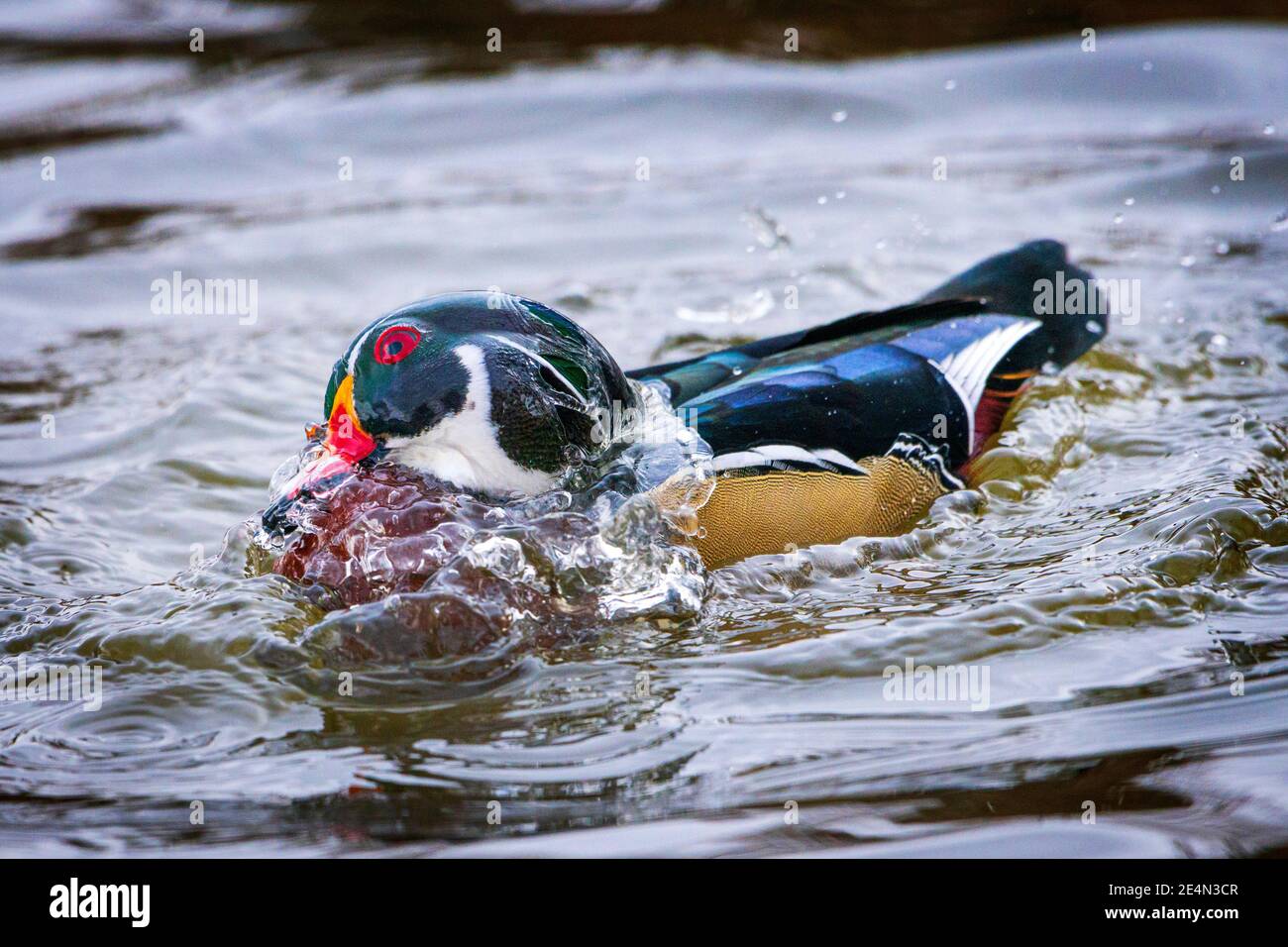 Rare breeding duck hi-res stock photography and images - Alamy