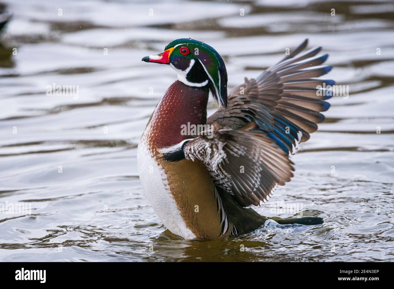 Idlewild Park High Resolution Stock Photography and Images - Alamy