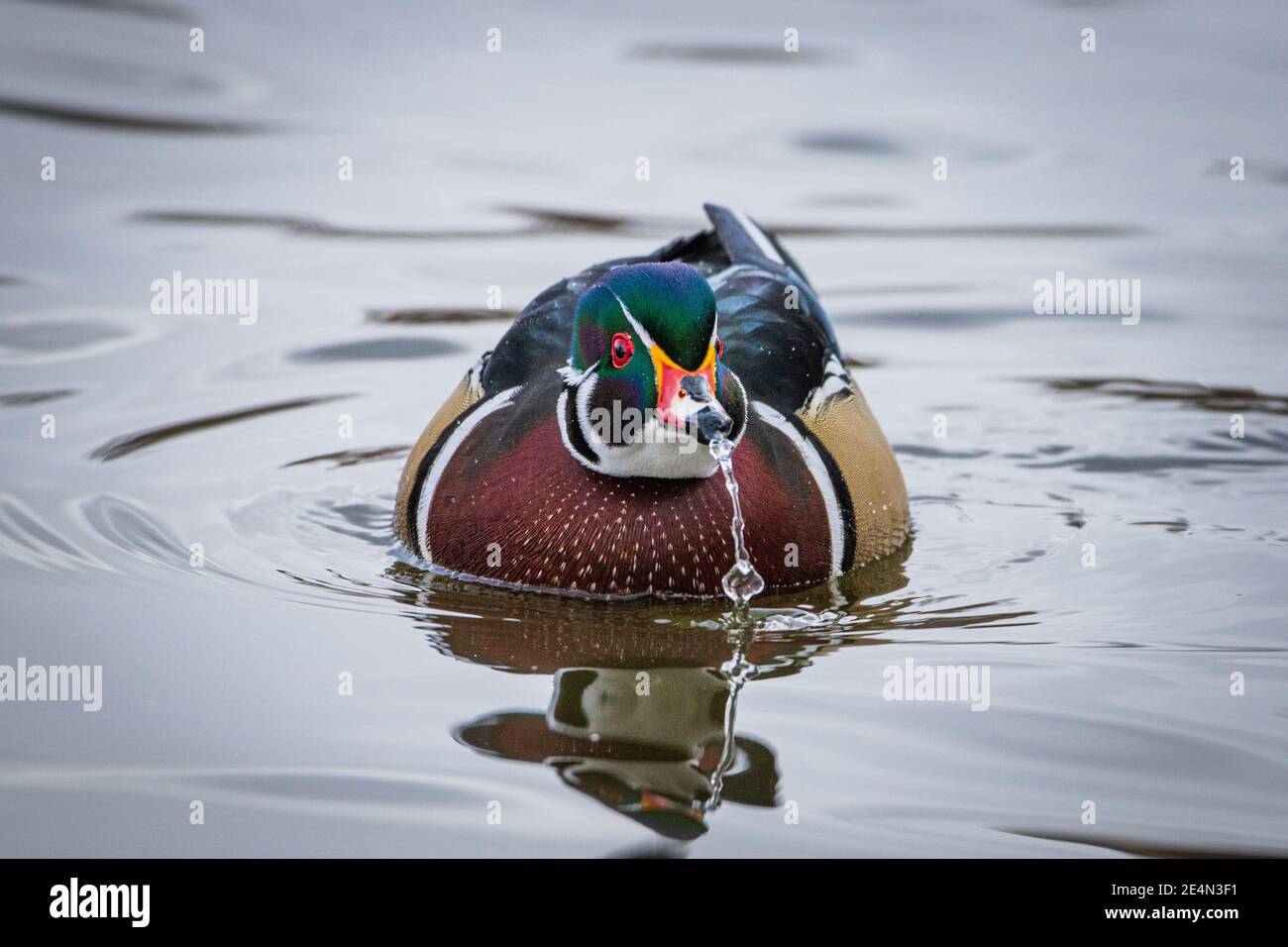 Urban Birdwatching High Resolution Stock Photography and Images - Alamy