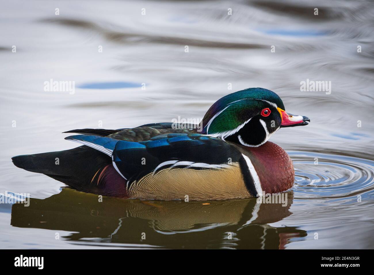 Beautiful wood ducks hi-res stock photography and images - Alamy