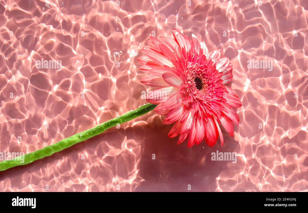Ripple water flower hi-res stock photography and images - Alamy