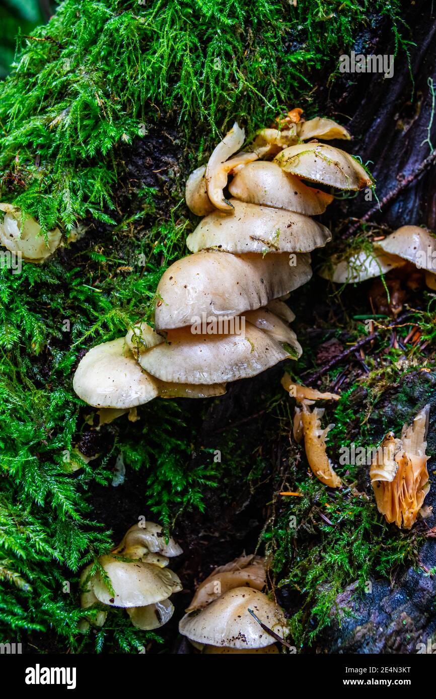 Wild mushrooms growing on the side of a tree in a very wet forest Stock ...