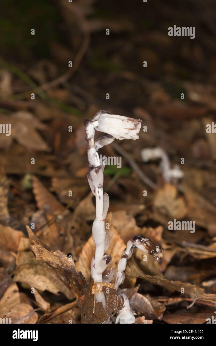 Indian Pipe Plant High Resolution Stock Photography and Images - Alamy