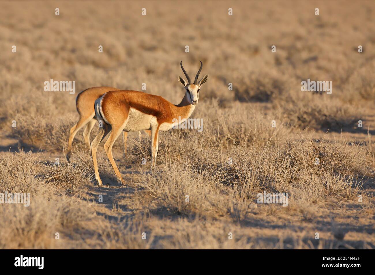 Kalahari springbok hi-res stock photography and images - Alamy