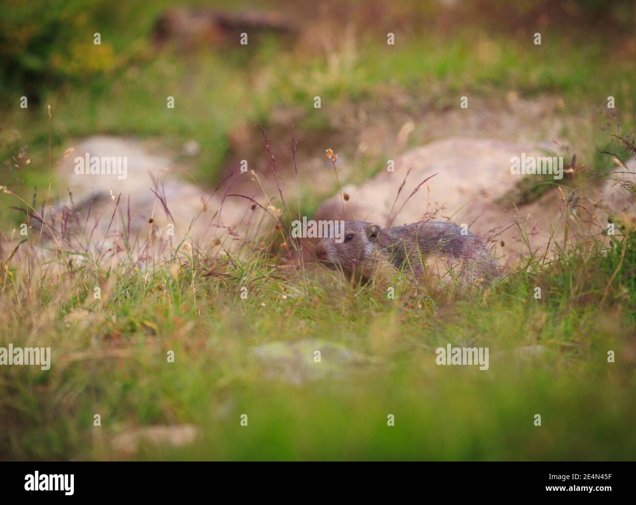 Swiss wildlife hi-res stock photography and images - Alamy