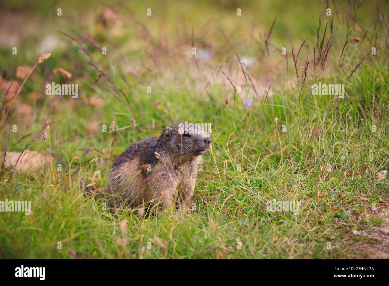 Munggen hi-res stock photography and images - Alamy