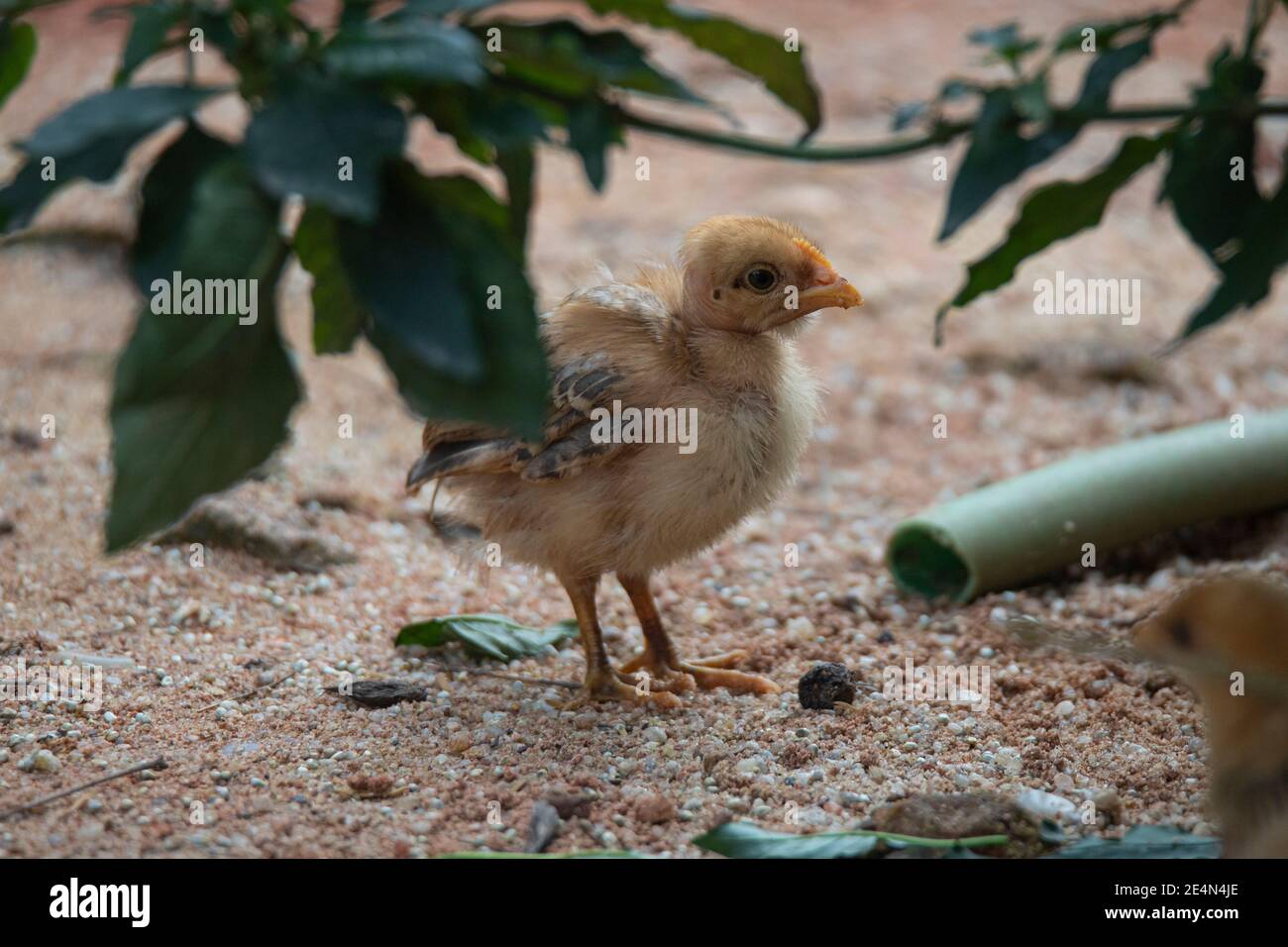 Country chicken chicks in a garden farm Stock Photo - Alamy