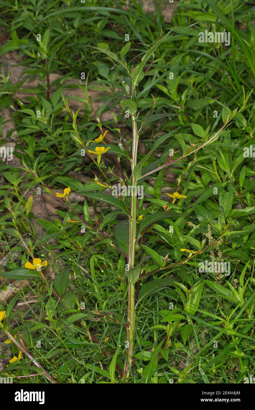 Wingleaf Primrose Willow High Resolution Stock Photography and Images ...