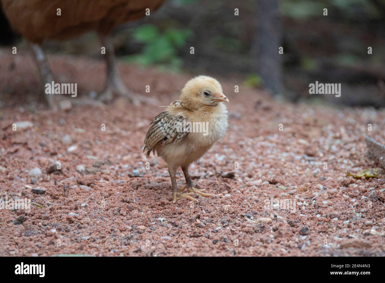Country chicken chicks in a garden farm Stock Photo - Alamy