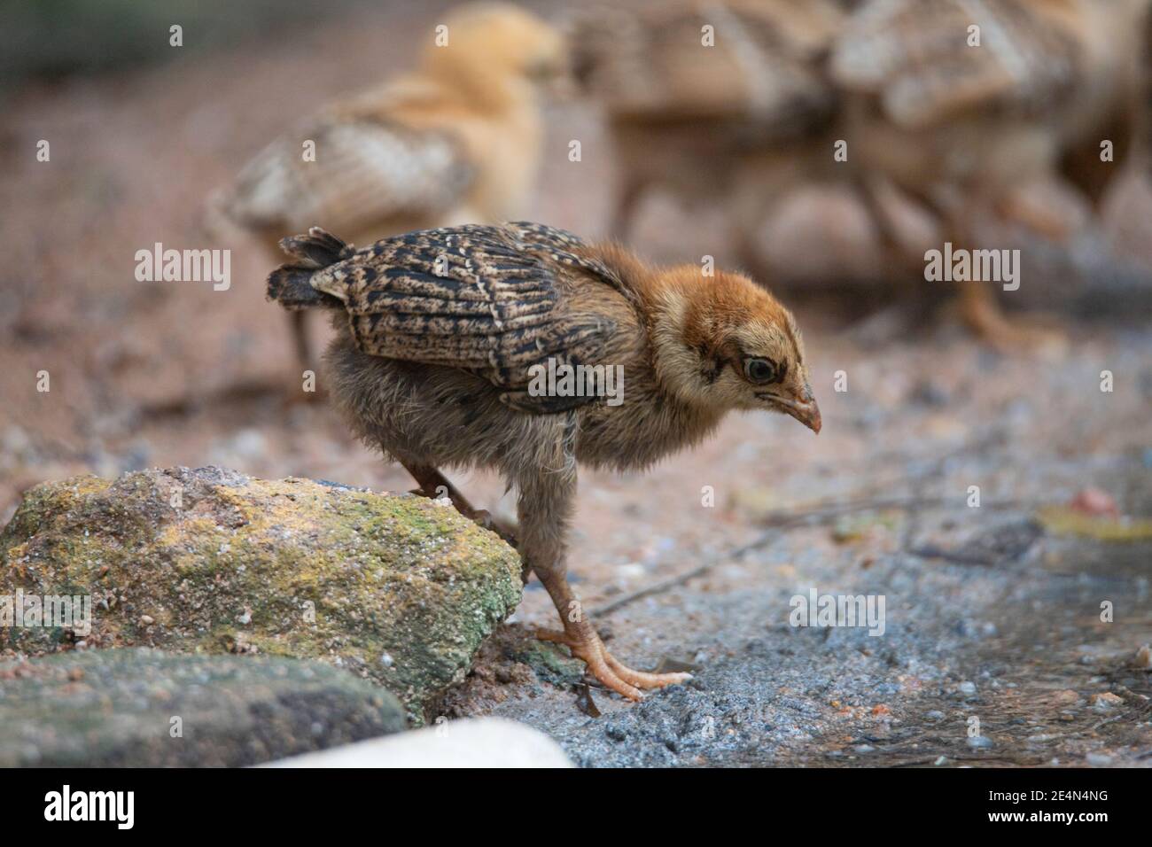 Country chicken chicks in a garden farm Stock Photo - Alamy