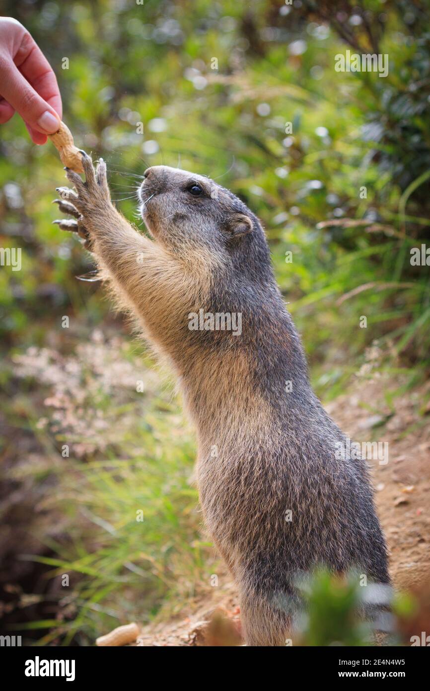 wild Marmot Marmota groundhog is getting fed in the swiss alps ...