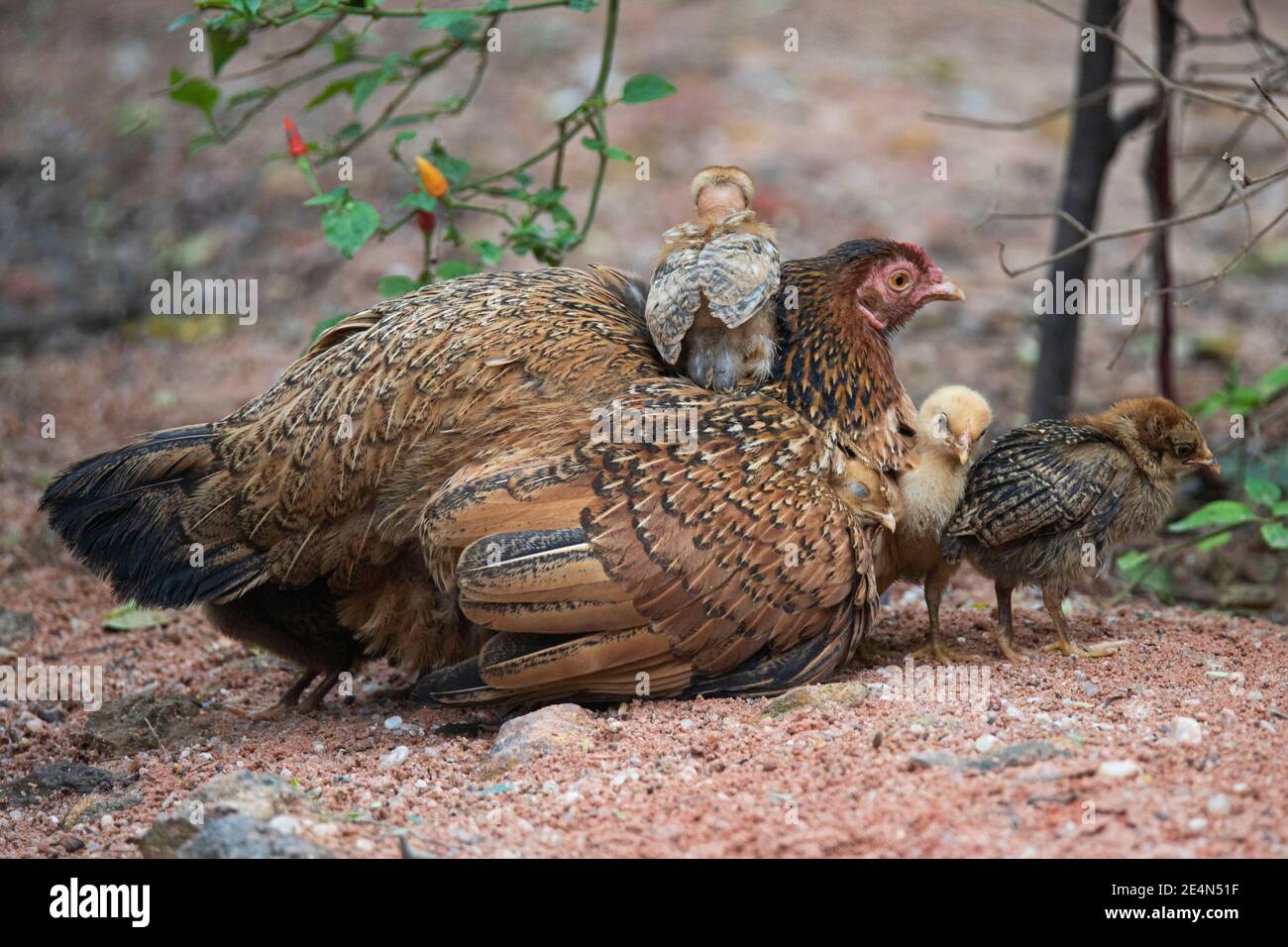 Country chicken with its chicks in a garden Stock Photo - Alamy
