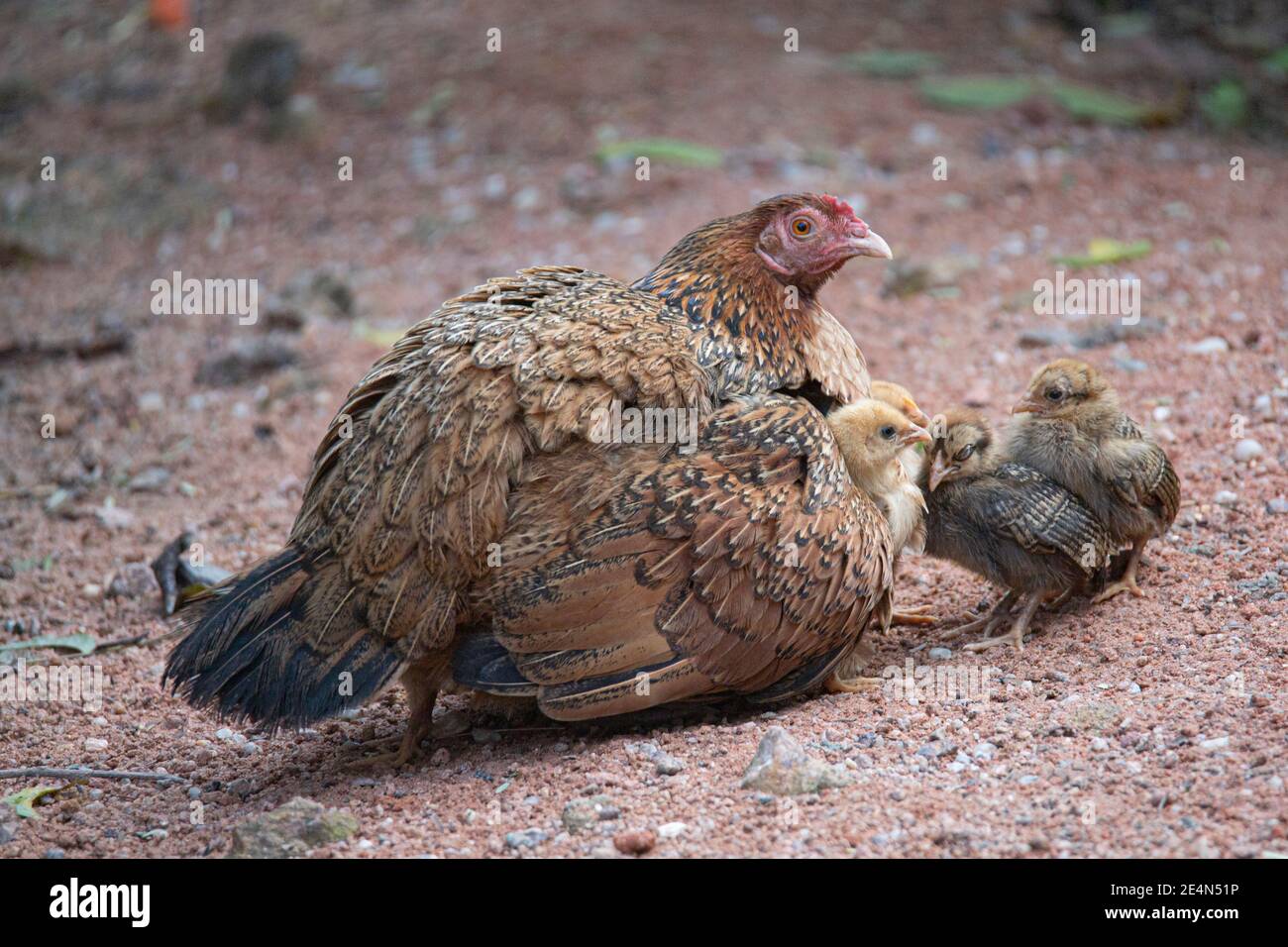 Country chicken with its chicks in a garden Stock Photo - Alamy