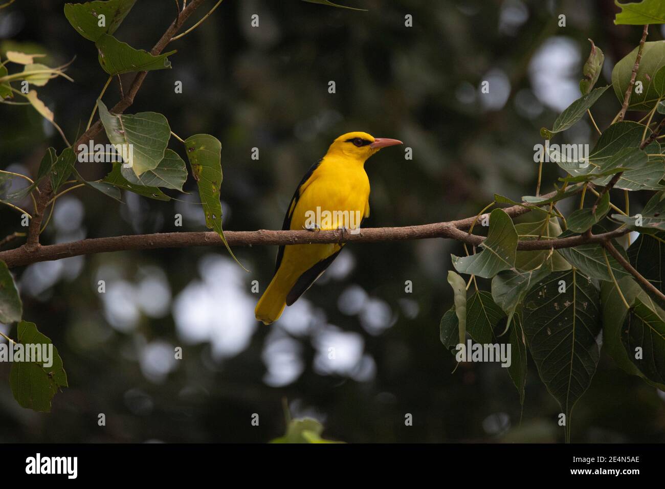 Indian golden oriole hi-res stock photography and images - Alamy