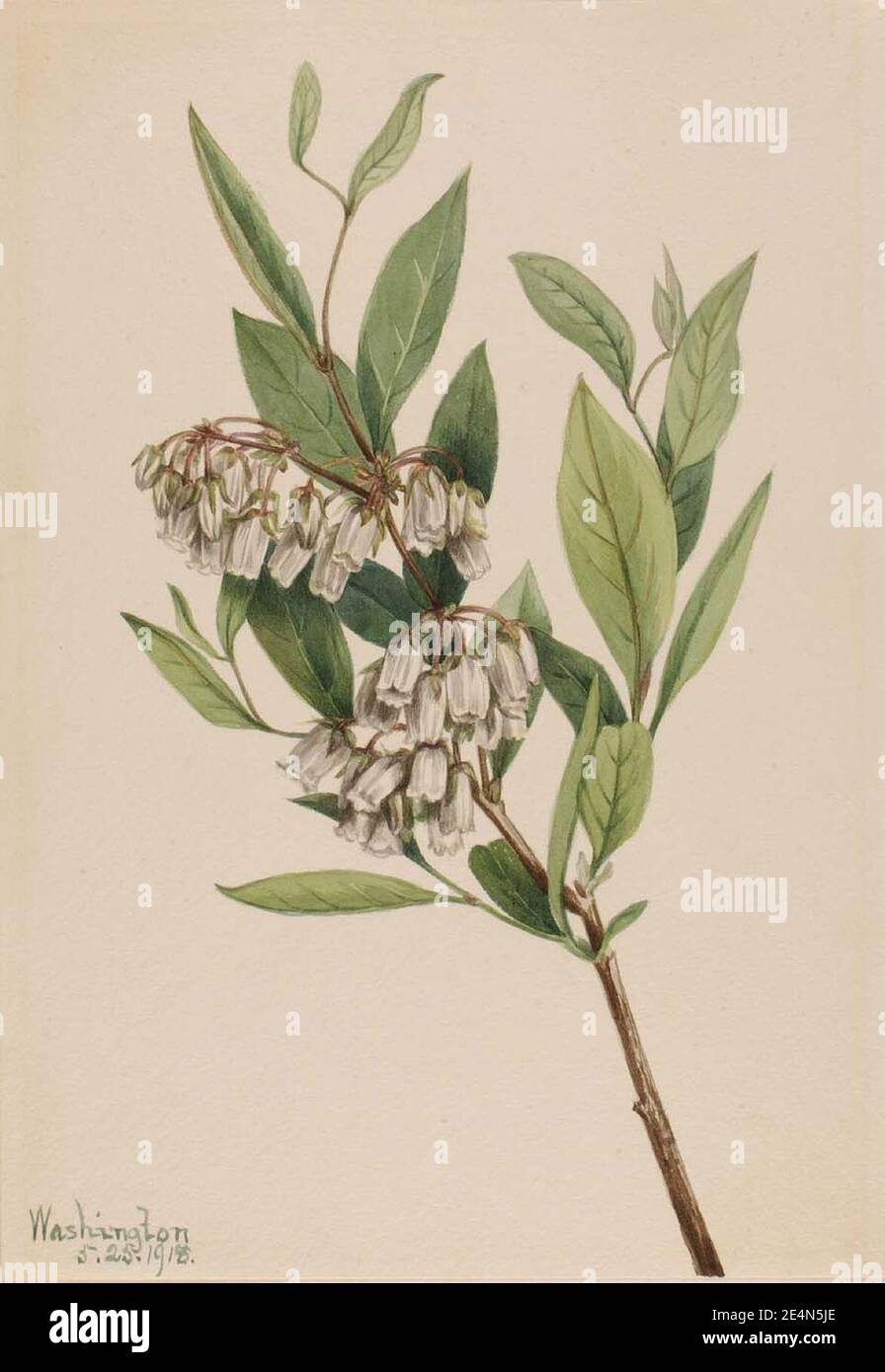 Stagger bush hi-res stock photography and images - Alamy