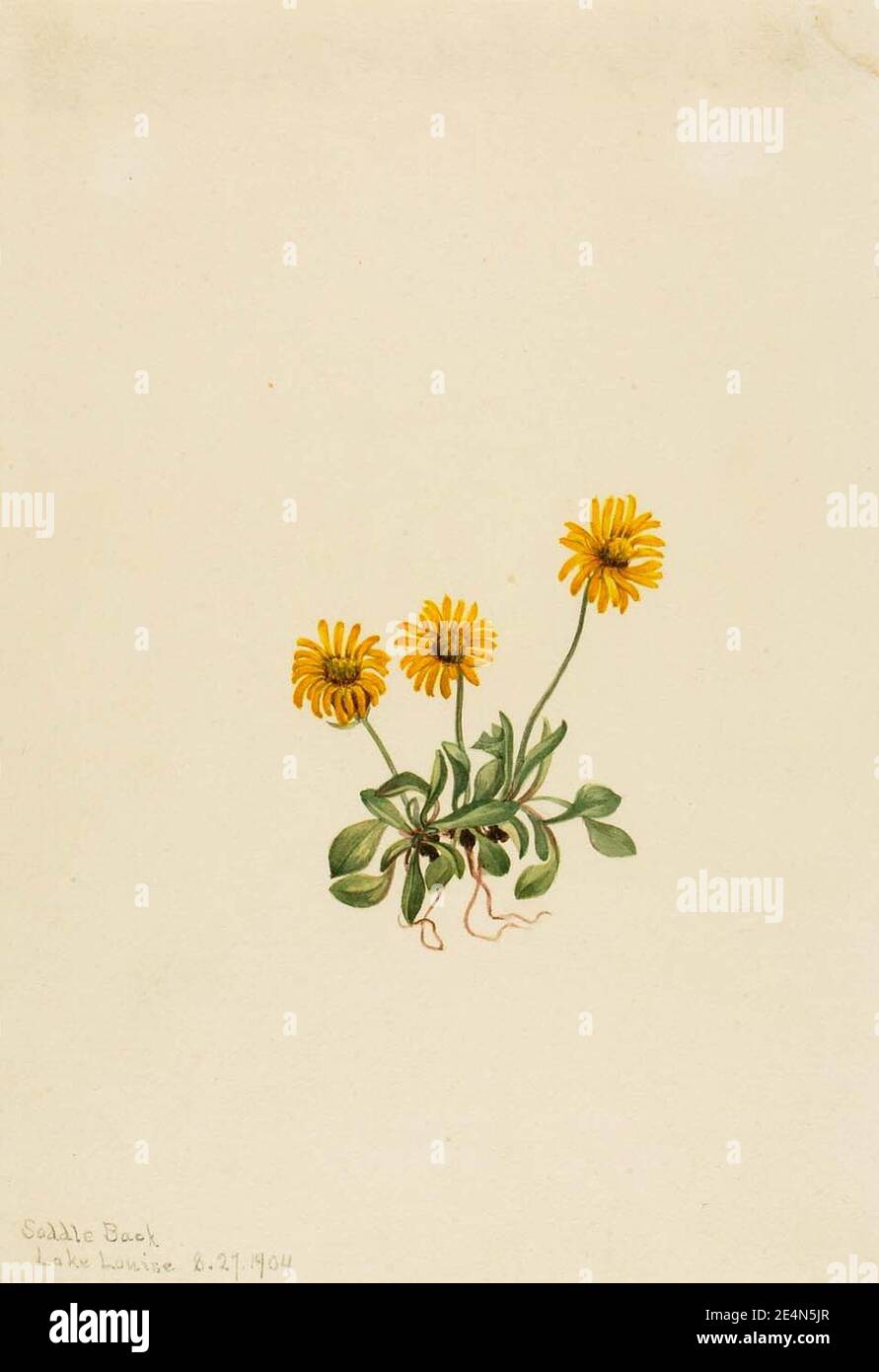 Golden fleabane hi-res stock photography and images - Alamy