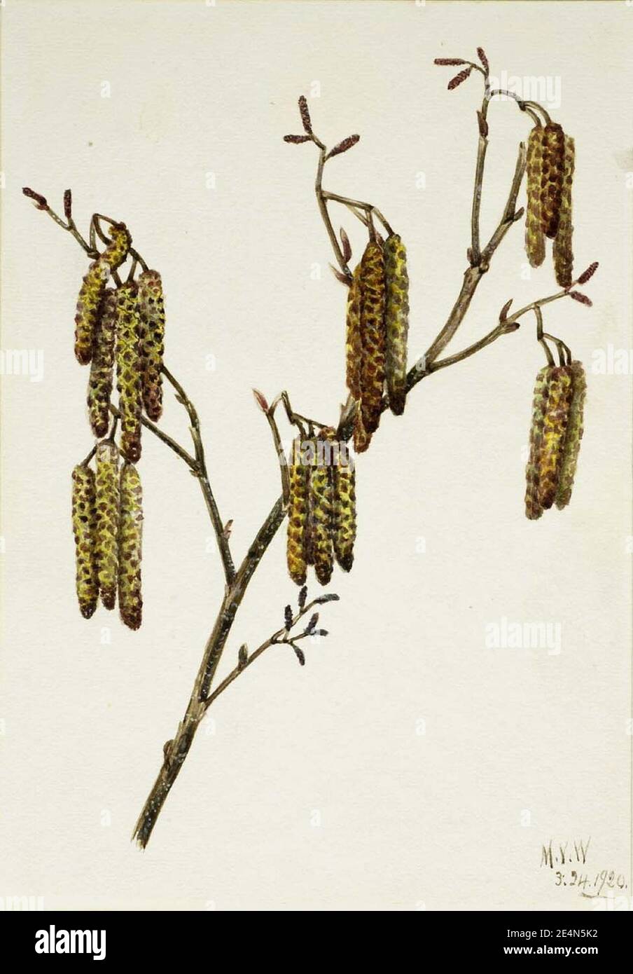 Alnus regosa hi-res stock photography and images - Alamy