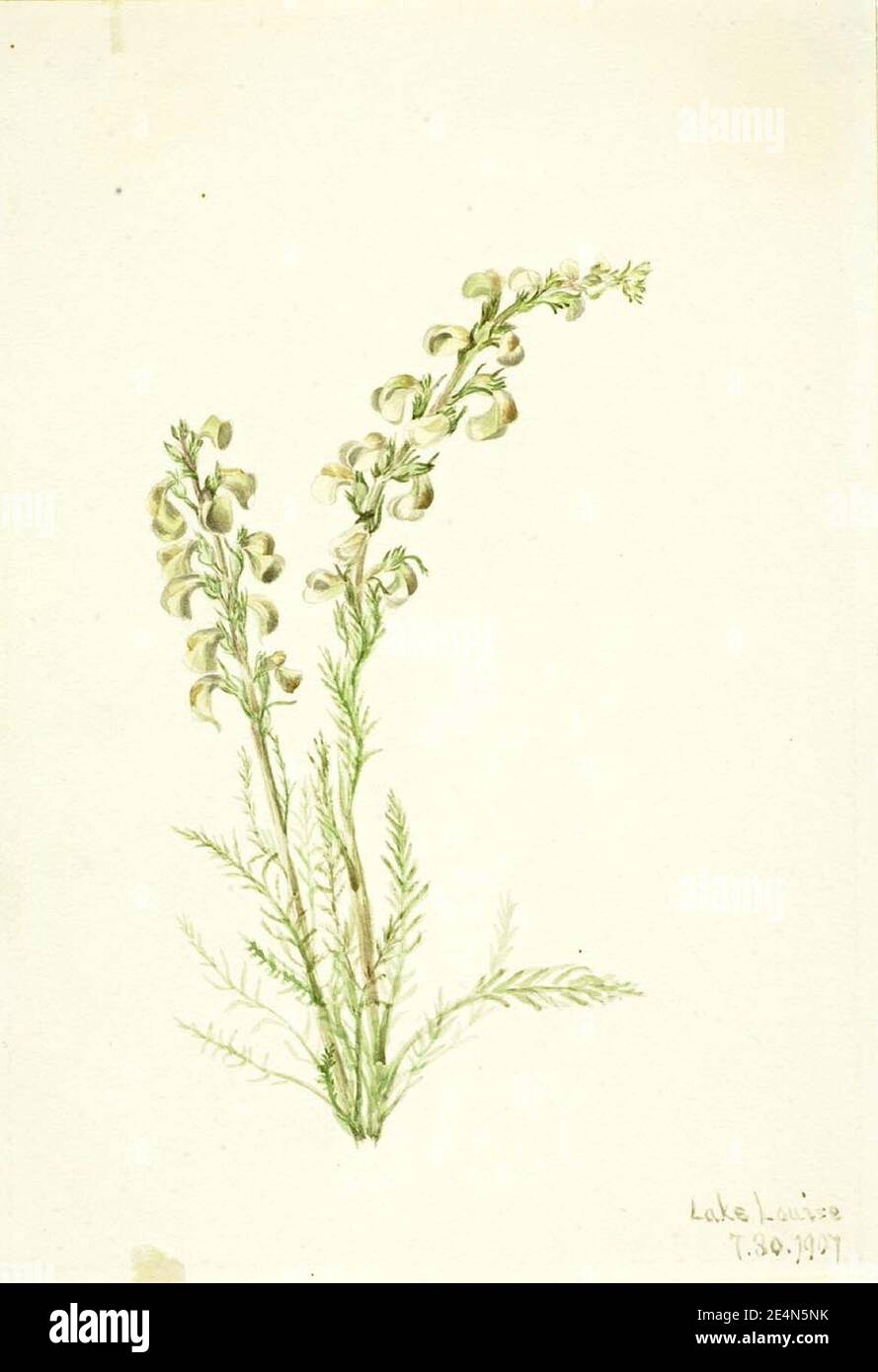 Mary Vaux Walcott - Alpine Fernlife (Pedicularis contorta Stock Photo ...