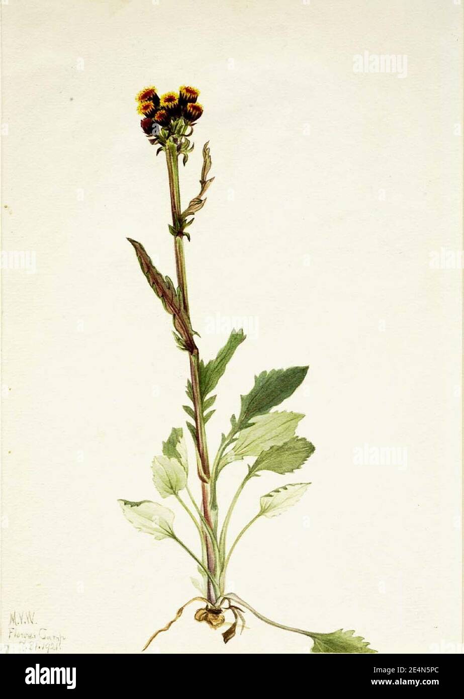 Mary Vaux Walcott - Rayless Groundsel (Senecio pauciflorus Stock Photo ...