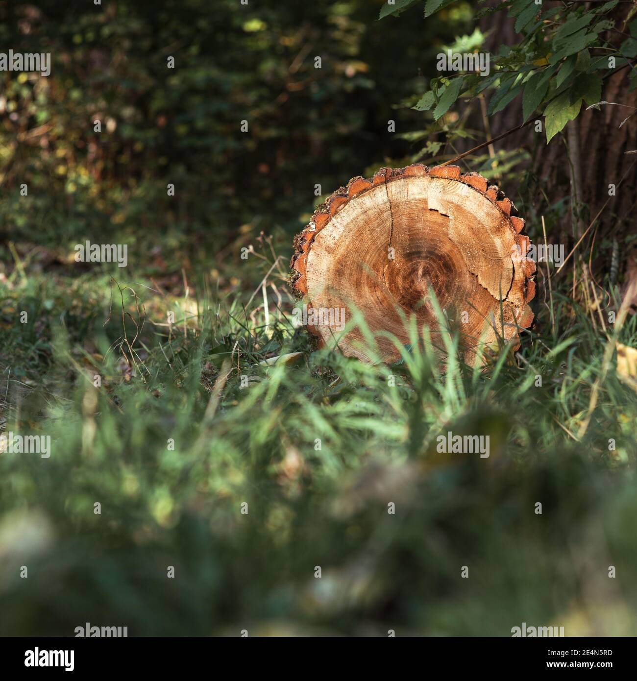A log lying in the forest on the ground Stock Photo - Alamy
