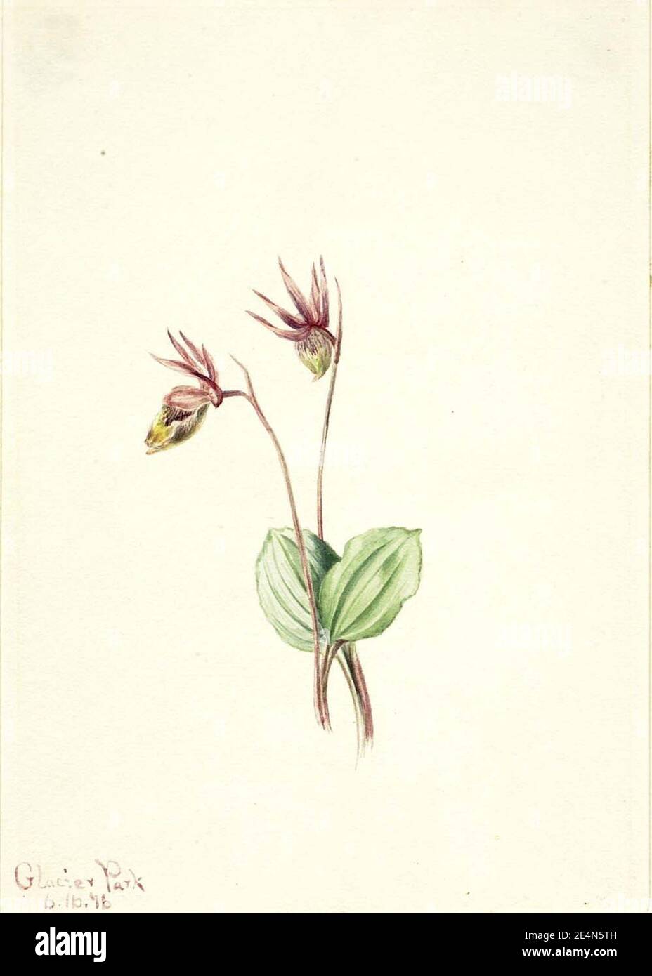 Cytherea hi-res stock photography and images - Alamy