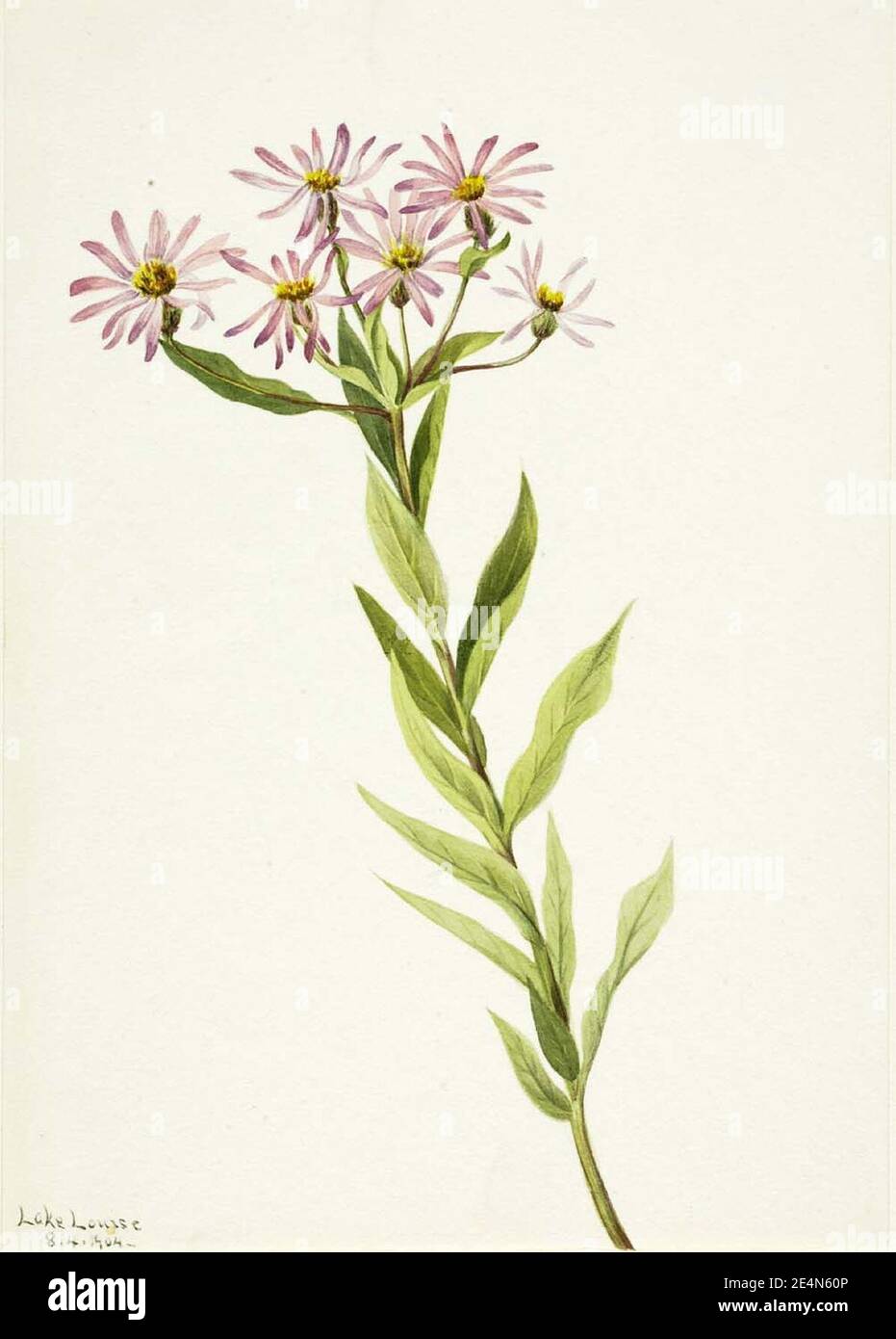 Aster engelmann hi-res stock photography and images - Alamy