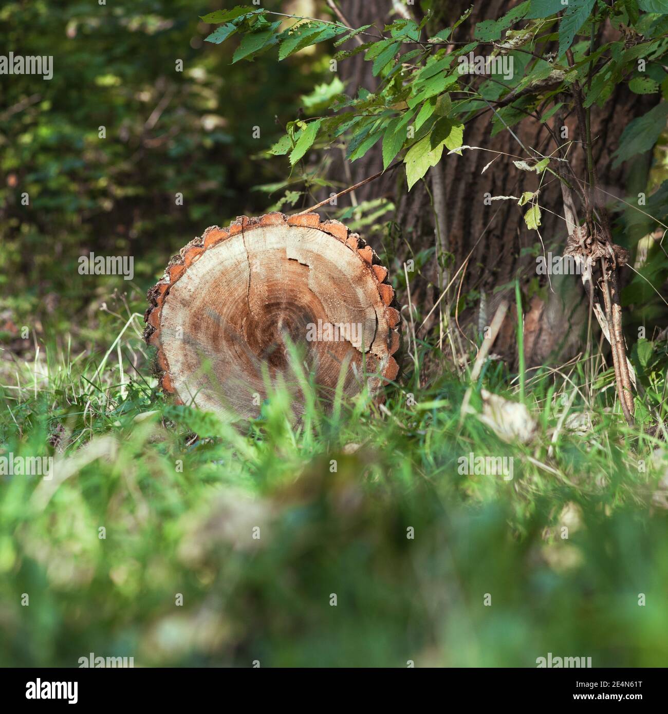 A log lying in the forest on the ground Stock Photo - Alamy
