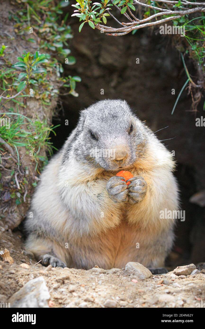 Munggen hi-res stock photography and images - Alamy