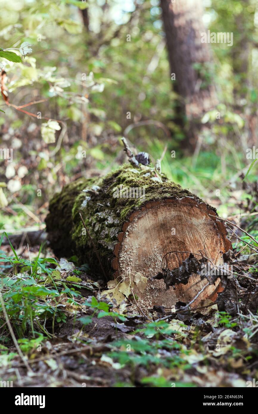 A log lying in the forest on the ground Stock Photo - Alamy