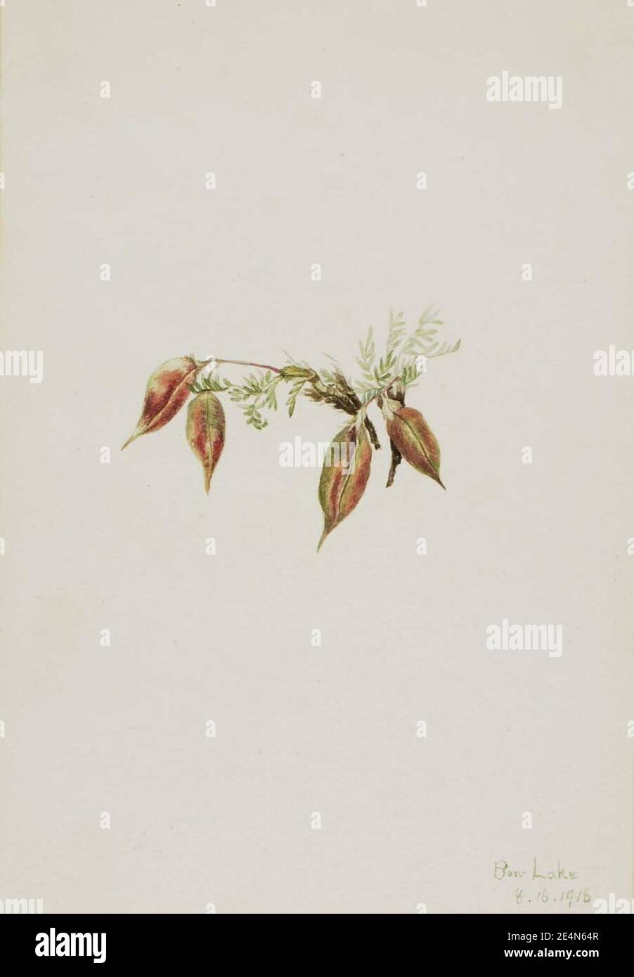 Oxytropis podocarpa hi-res stock photography and images - Alamy