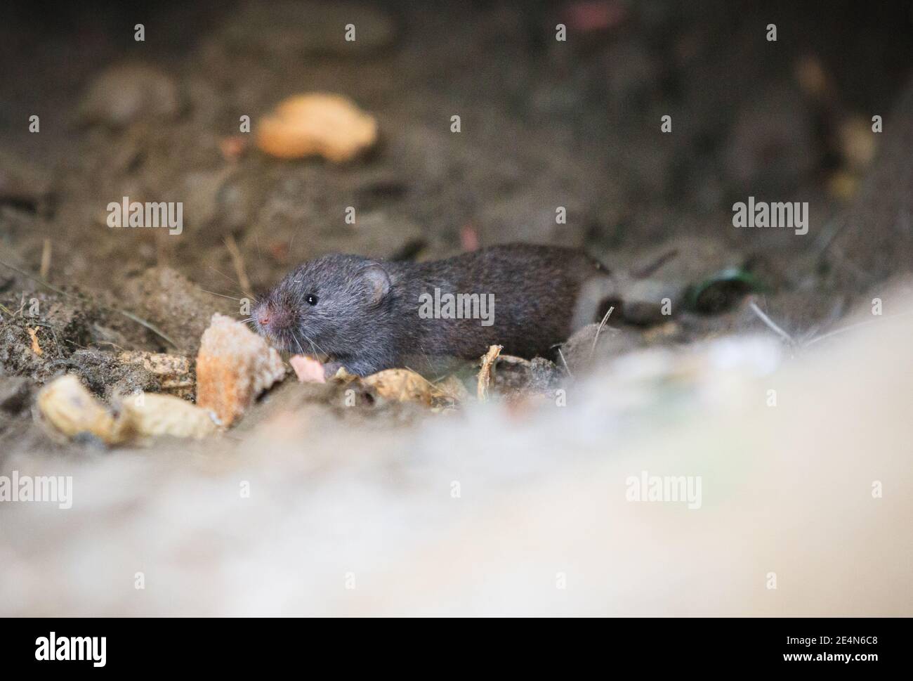 little mouse in a cave Stock Photo - Alamy