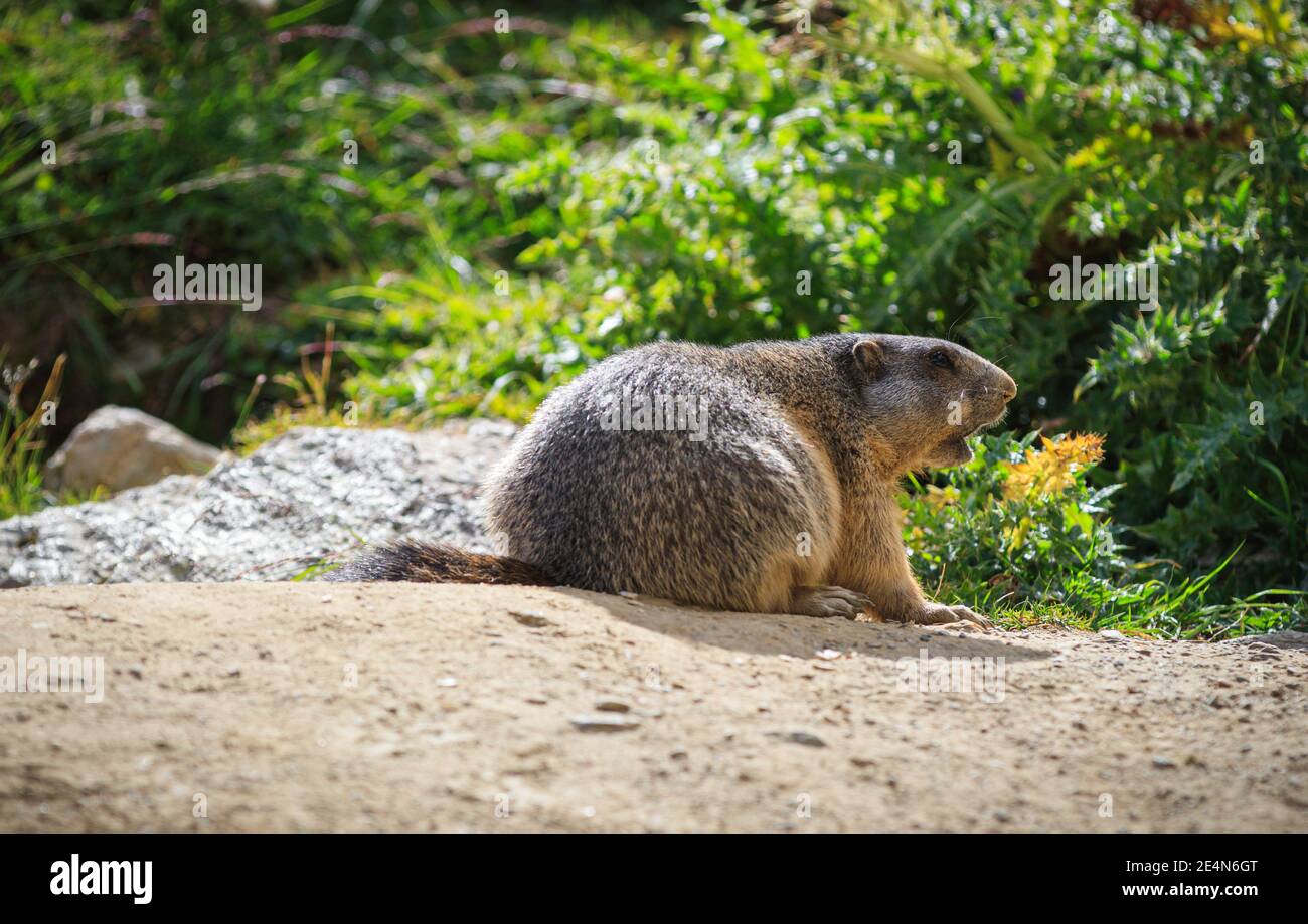 Munggen hi-res stock photography and images - Alamy