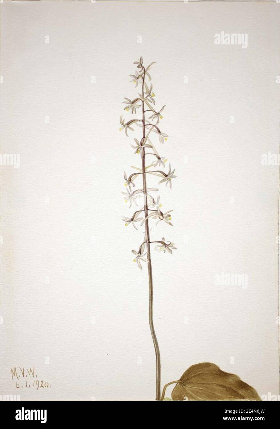 Crane fly orchis hi-res stock photography and images - Alamy