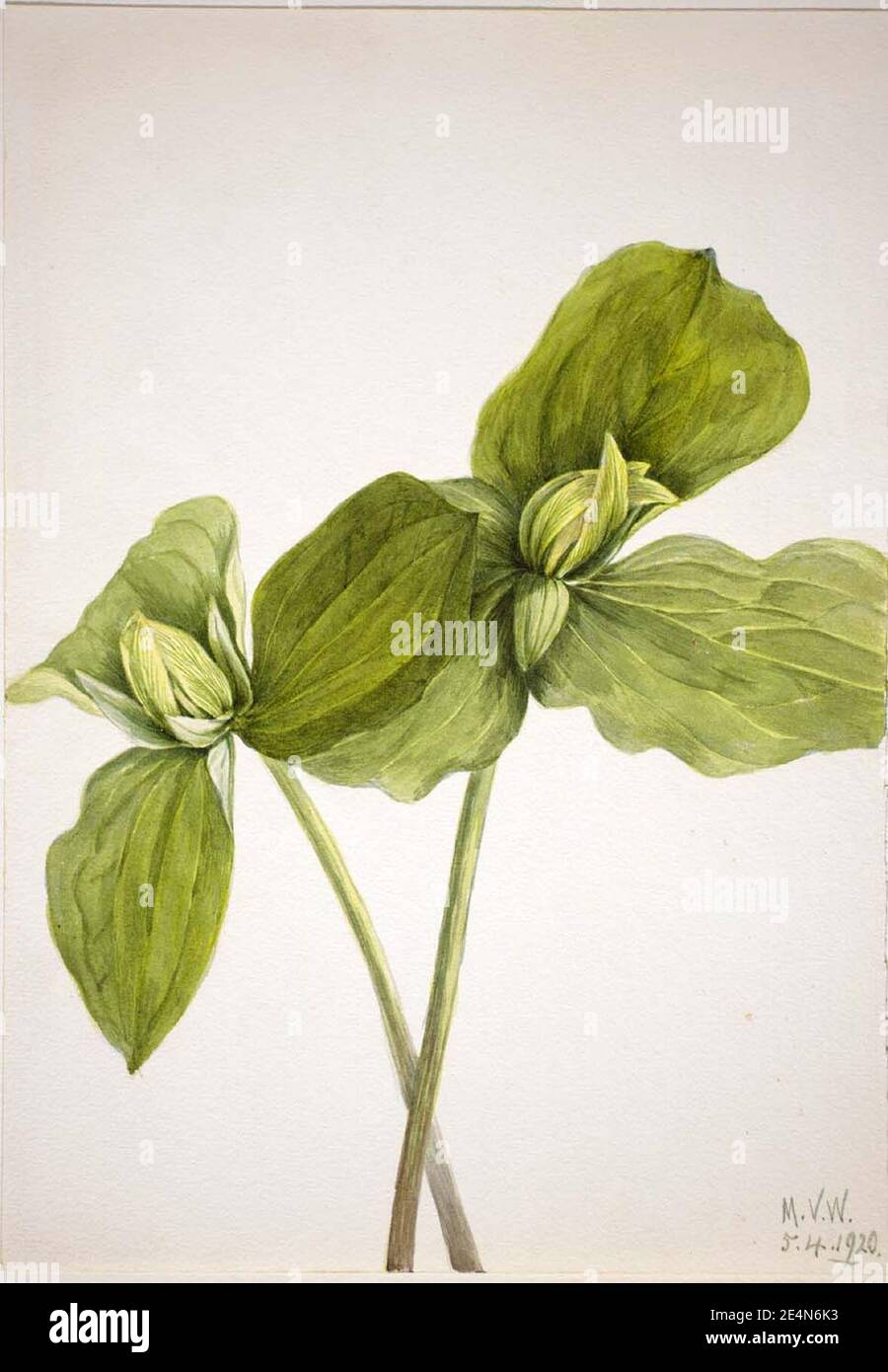 Toad trillium hi-res stock photography and images - Alamy